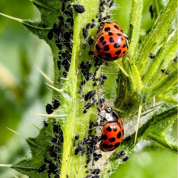 Texas Integrated Pest Management Courses - Pested