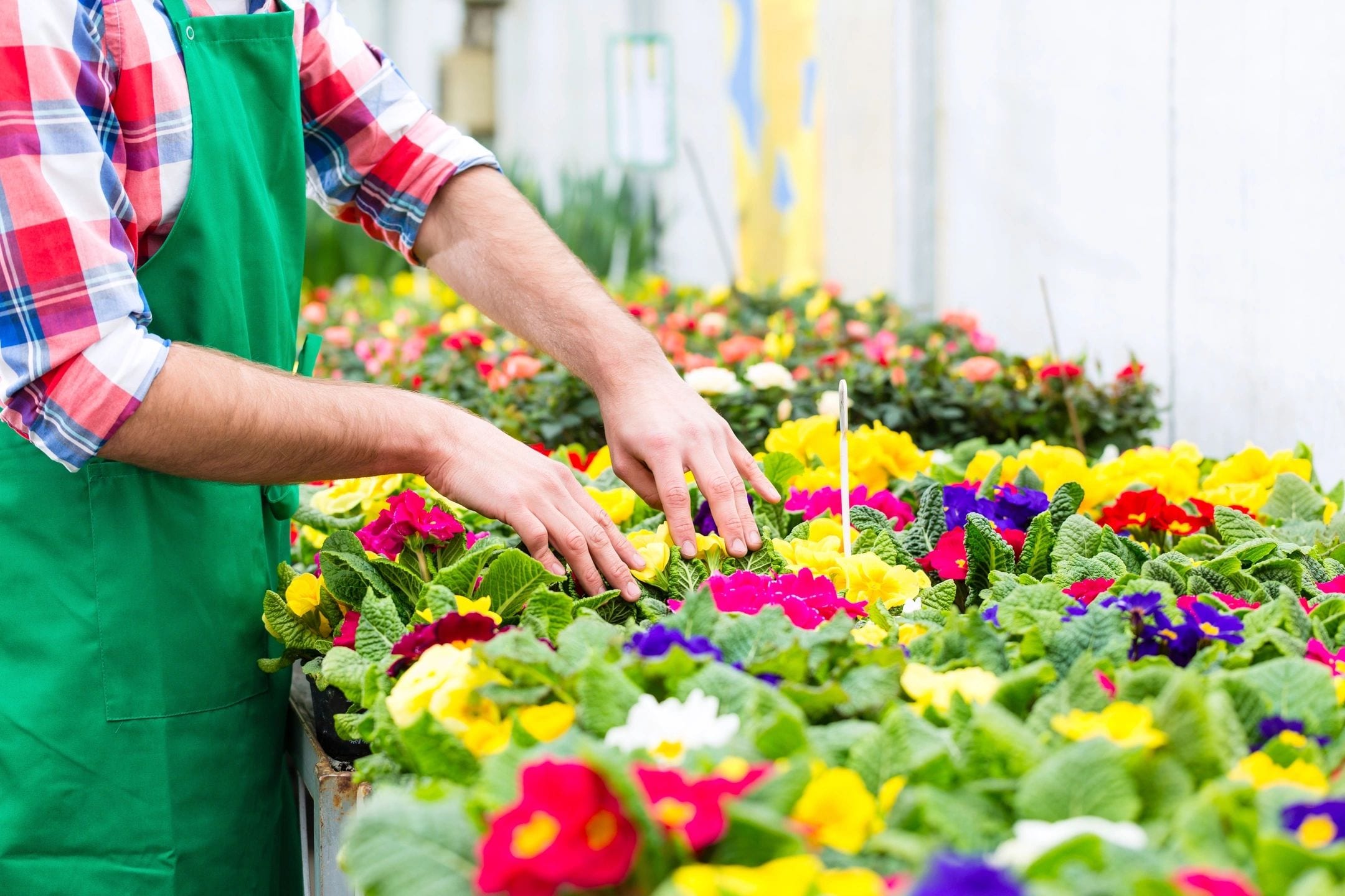 Interior Plantscapes (3B) - Pested