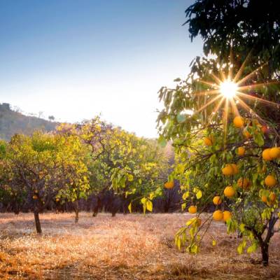 Agricultural Tree Crop - Pested