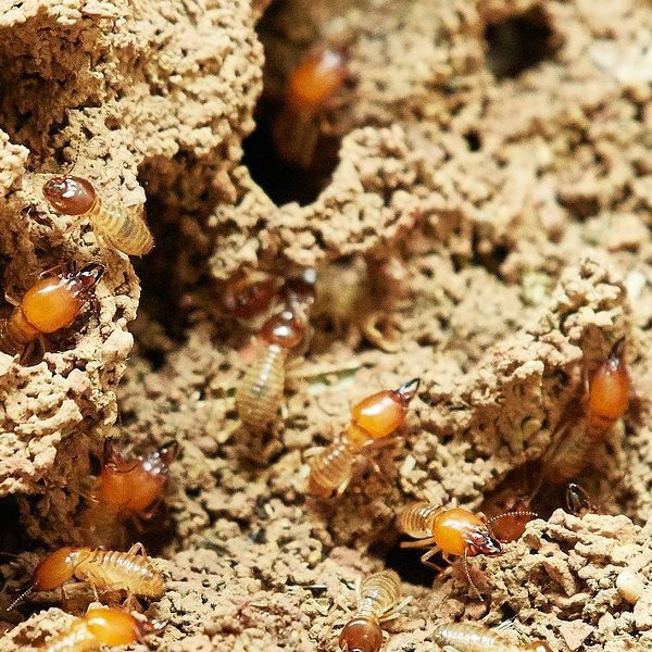 Indiana Pesticide Applicator Recertification Continuing Certification Hours